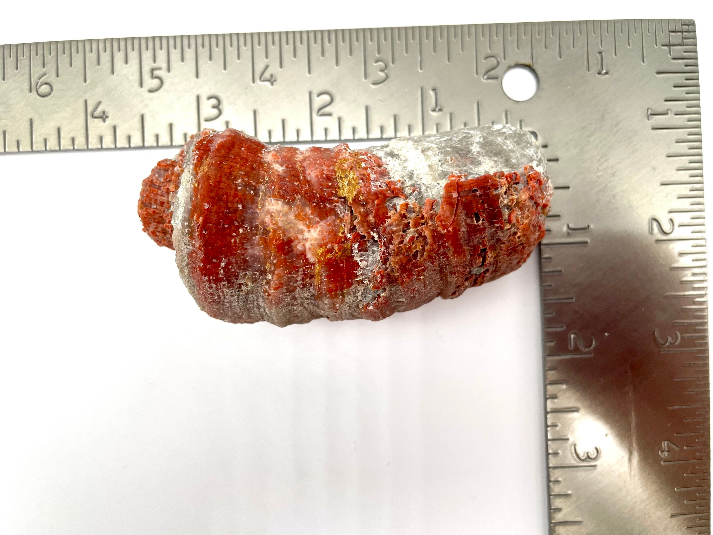 Red Horn Coral Fossil, Museum Quality Specimen - Etsy