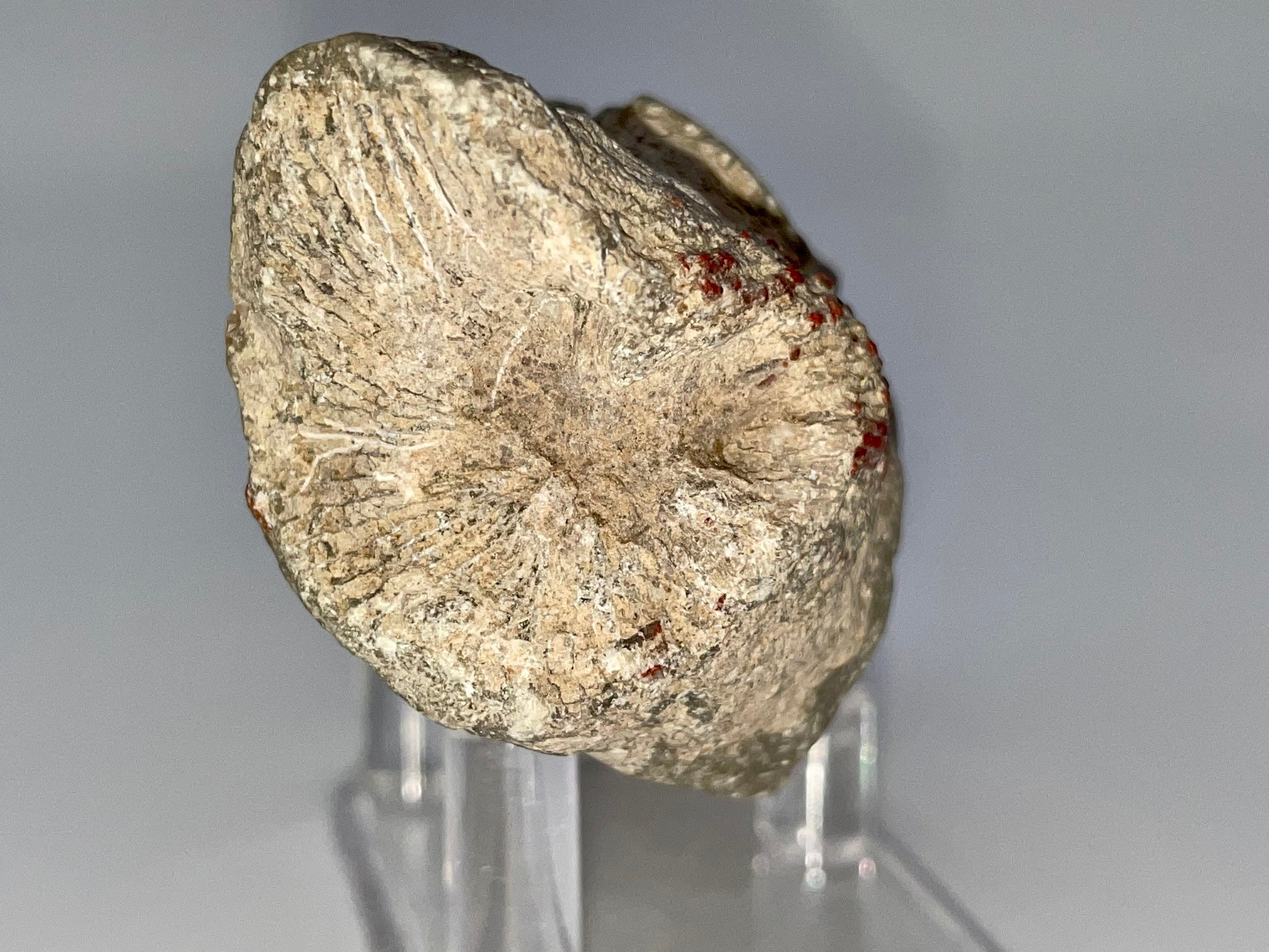 Fossil Red Horn Coral, Great Size and Condition Exhibiting Fossilized ...
