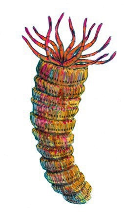 Red Horn Coral Fossil, Museum Quality Specimen - Etsy