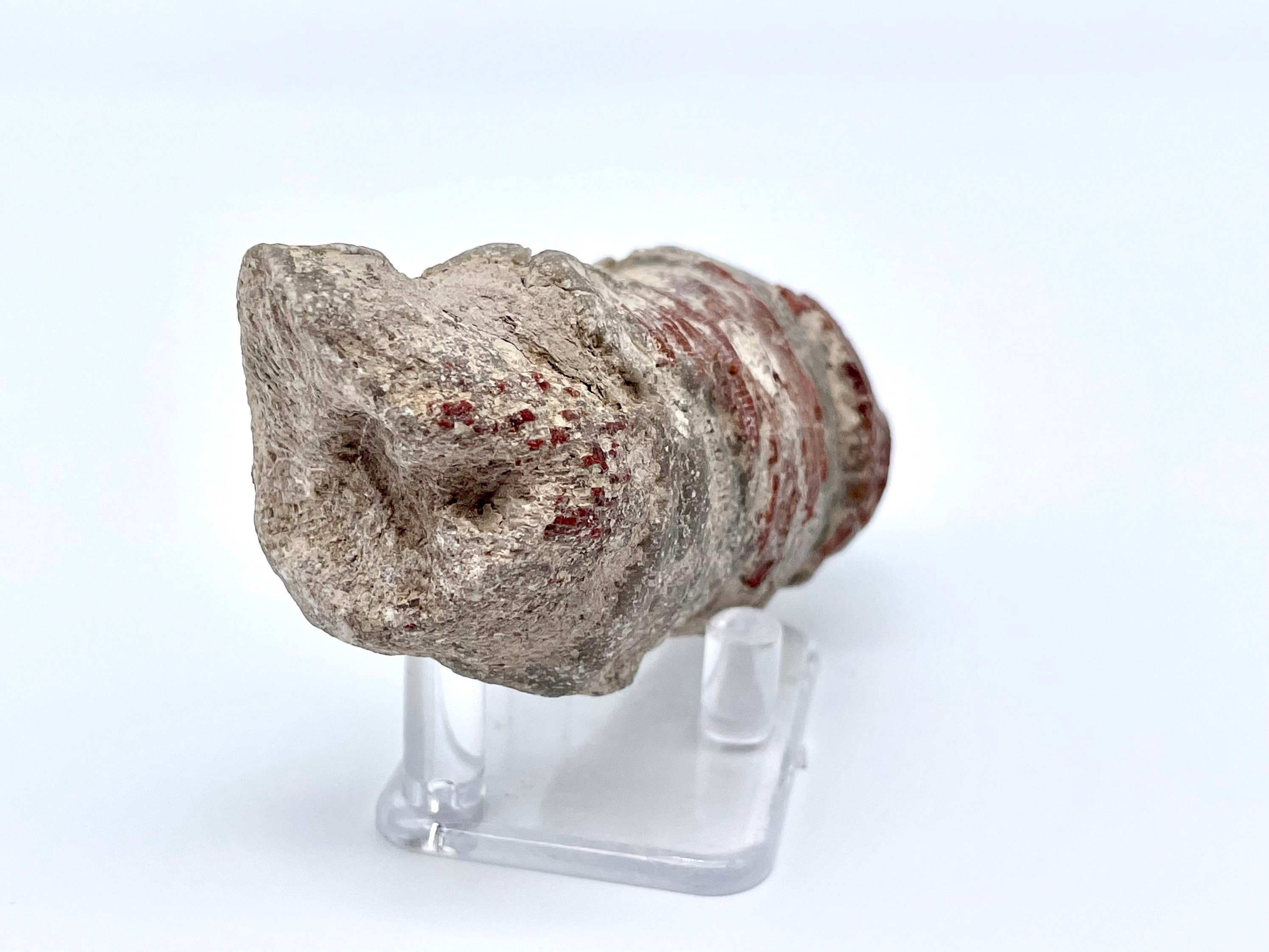 Fossil Red Horn Coral, Great Size and Condition Exhibiting Fossilized ...
