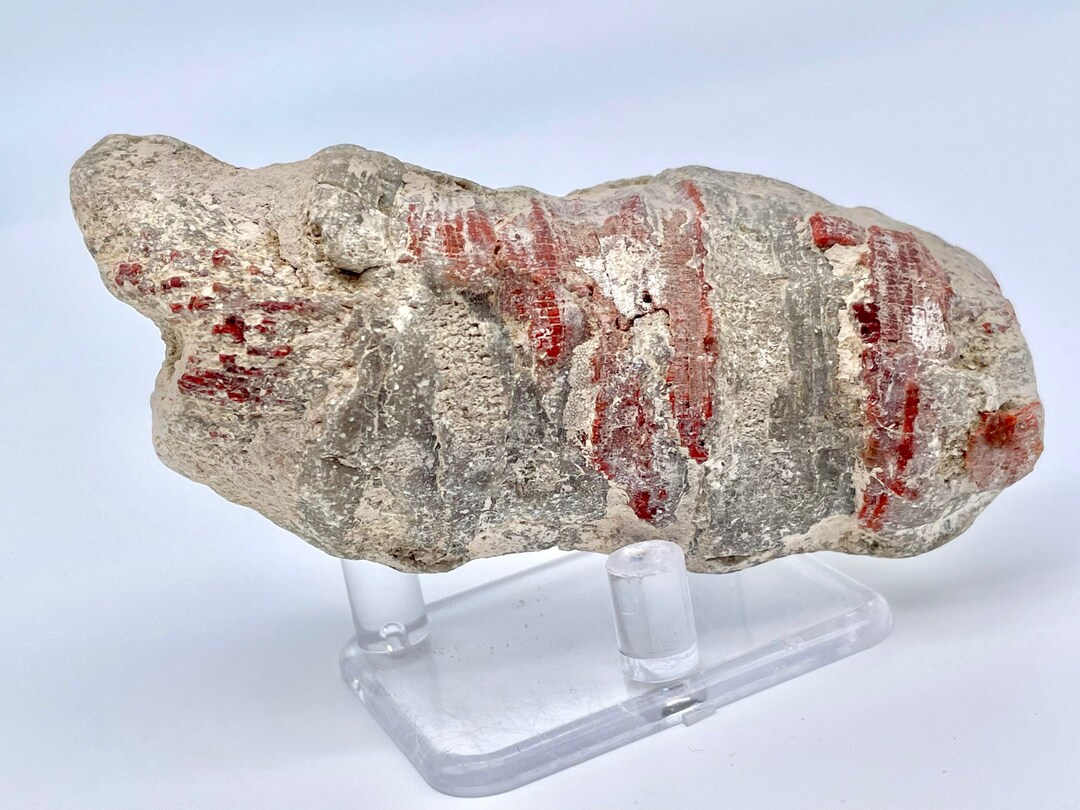 Fossil Red Horn Coral, Great Size and Condition Exhibiting Fossilized ...