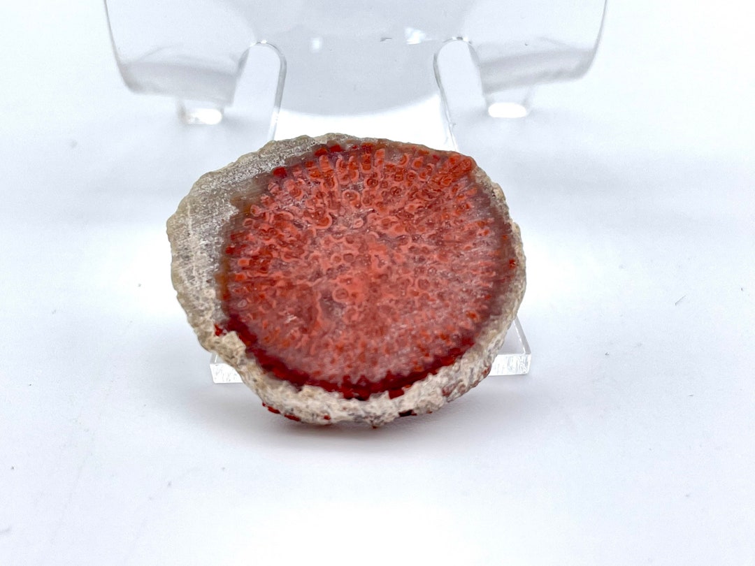 Gorgeous Red Horn Coral Fossil Slice perfect for Jewelry. - Etsy