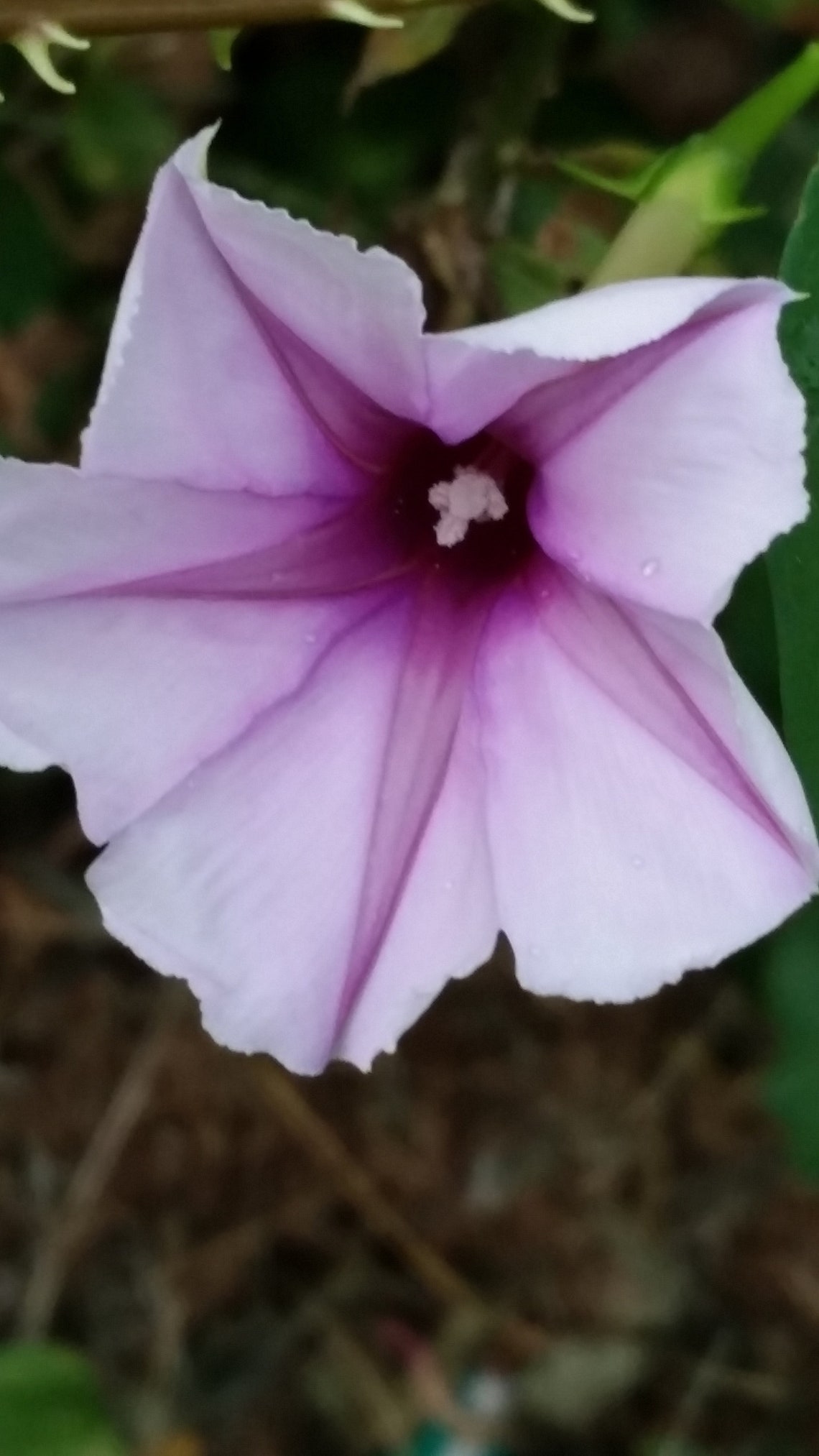 Lavender Moonflower Seed - Etsy