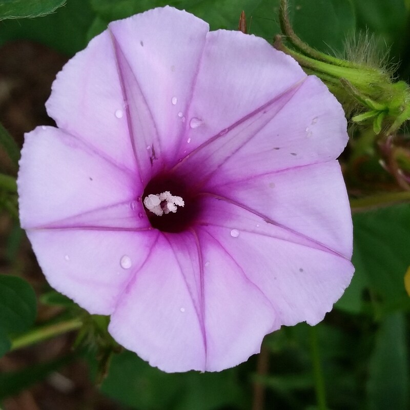 Moon Flower Seeds - Etsy