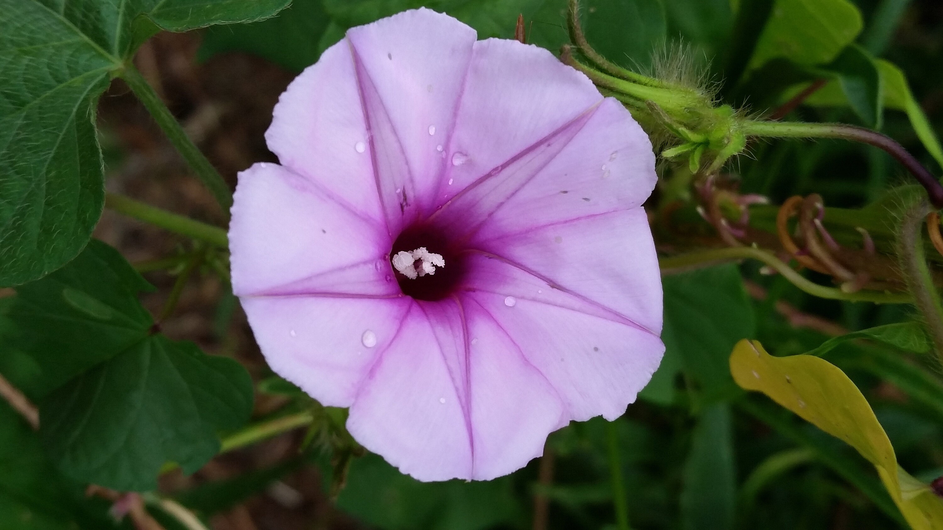 Lavender Moonflower Seed - Etsy