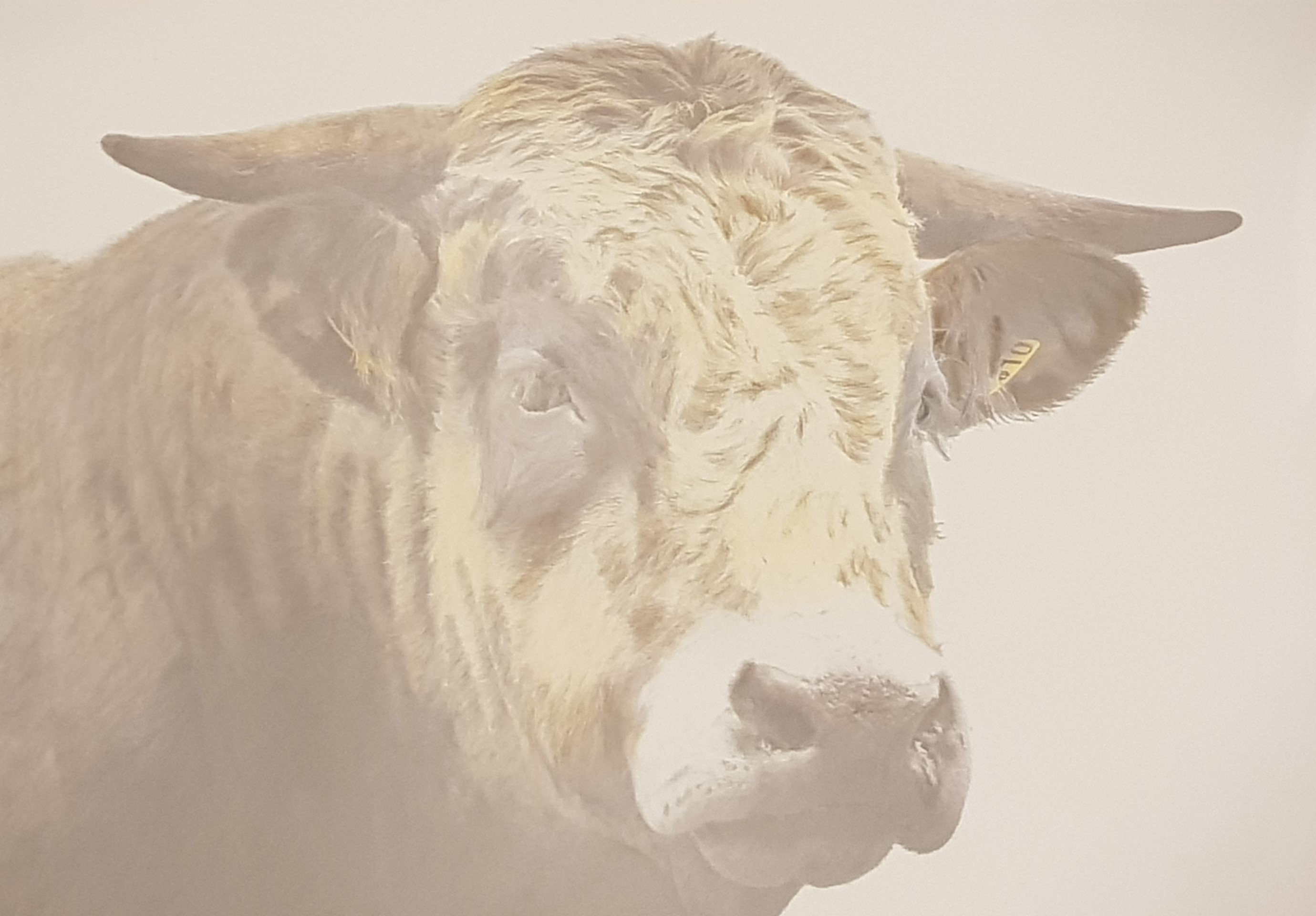 Bull. A Graphite & Coloured Pencil Drawing - Etsy