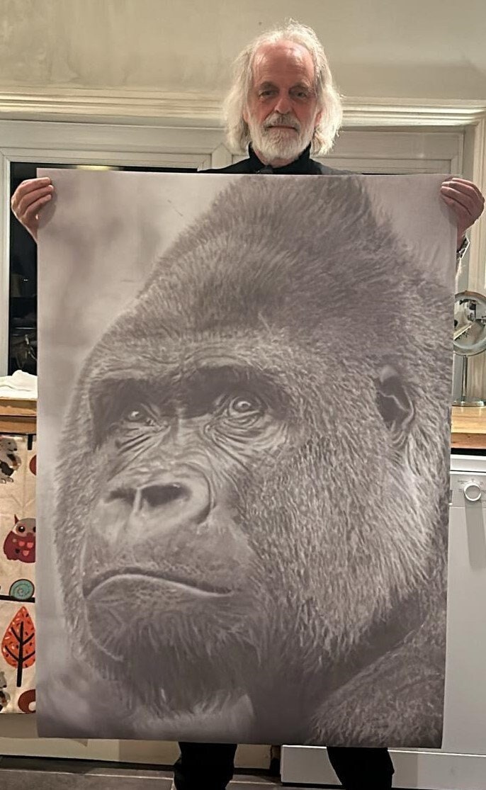 Huge Portrait of Silverback Alpha Male Gorilla - Etsy