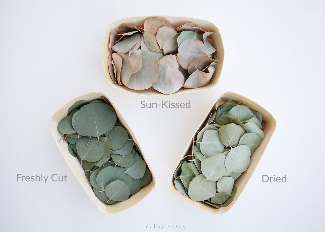 Silver Dollar Eucalyptus Confetti Leaves Scatter Fresh, Dried & Sun ...