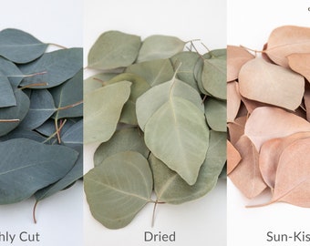 Silver Dollar Eucalyptus Confetti Leaves Scatter Fresh - Etsy