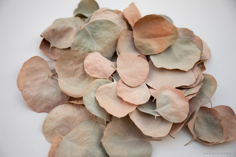 Silver Dollar Eucalyptus Confetti Leaves Scatter Fresh - Etsy