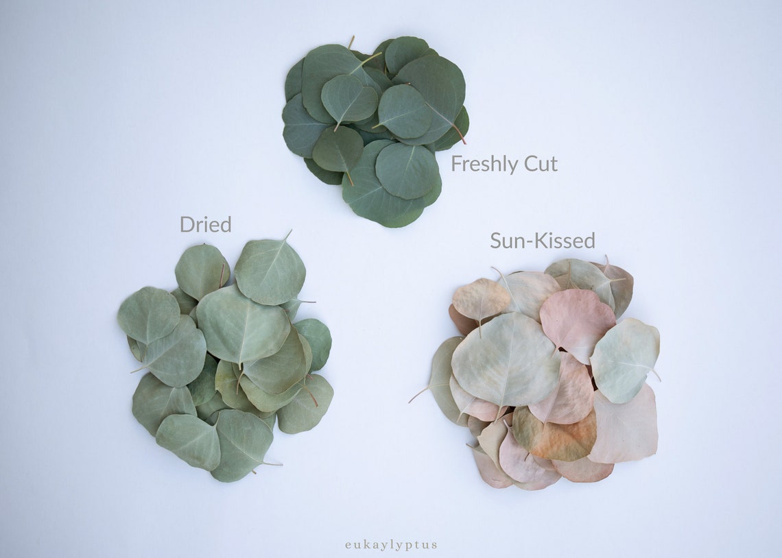 Silver Dollar Eucalyptus Confetti Leaves Scatter Fresh - Etsy