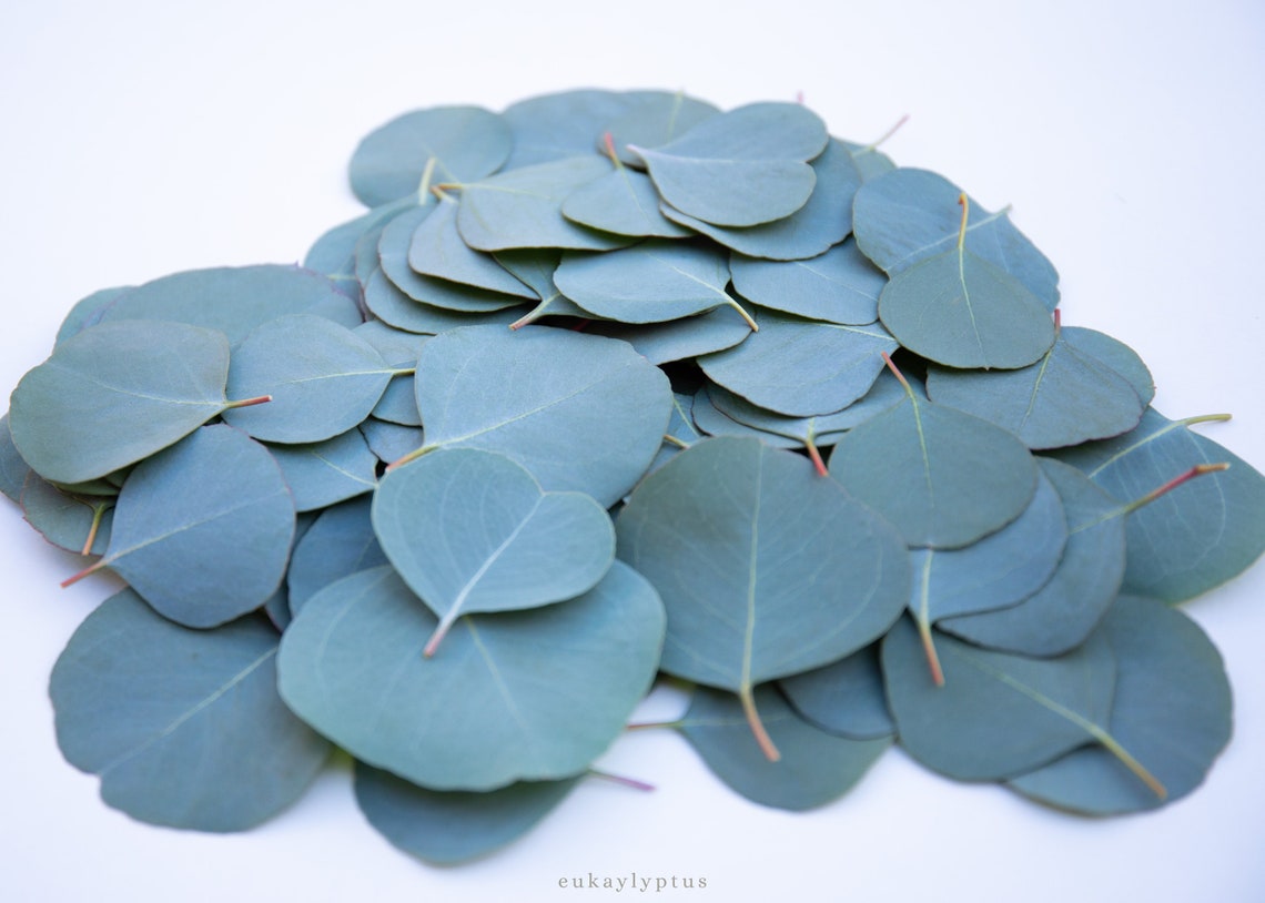 Silver Dollar Eucalyptus Confetti Leaves Scatter Fresh - Etsy