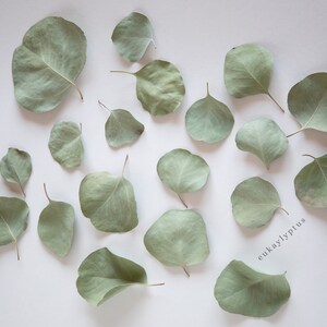 Silver Dollar Eucalyptus Confetti Leaves Scatter Fresh - Etsy