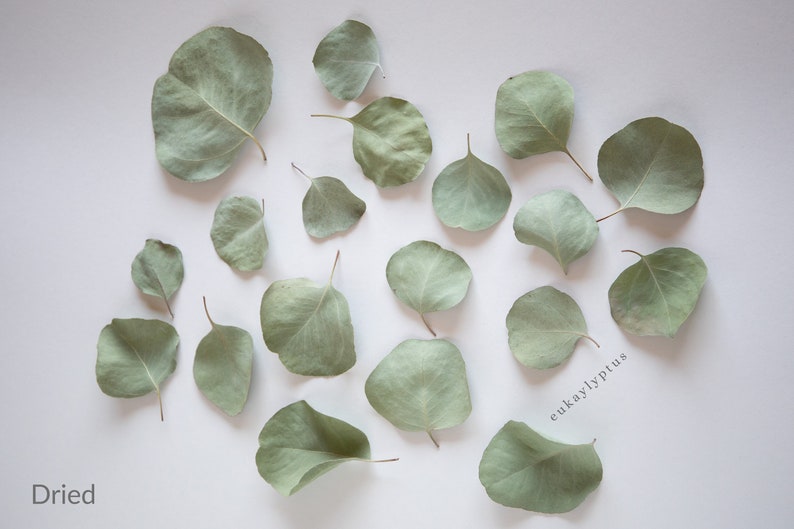 Silver Dollar Eucalyptus Confetti Leaves Scatter Fresh - Etsy