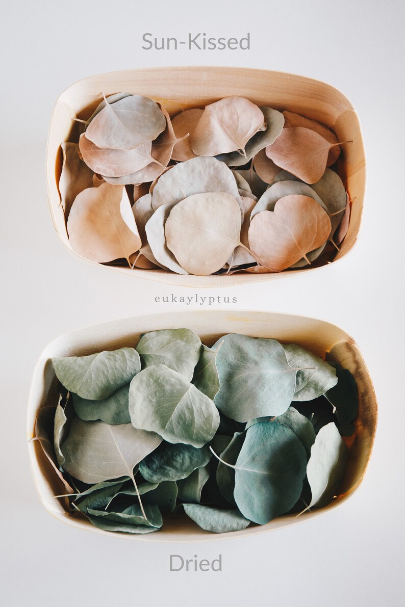 Silver Dollar Eucalyptus Confetti Leaves Scatter Fresh - Etsy