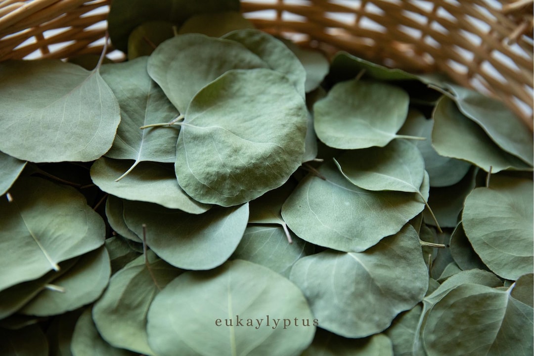 Dried Silver Dollar Eucalyptus Confetti | Biodegradable Wedding Scatter ...