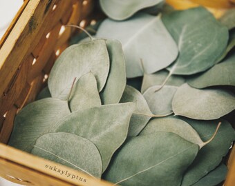 Silver Dollar Eucalyptus Confetti Leaves Scatter Fresh - Etsy