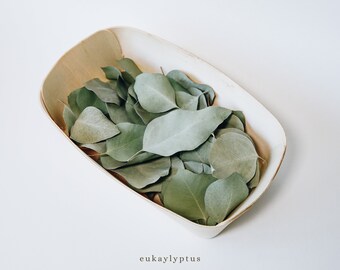 Silver Dollar Eucalyptus Confetti Leaves Scatter Fresh | Etsy