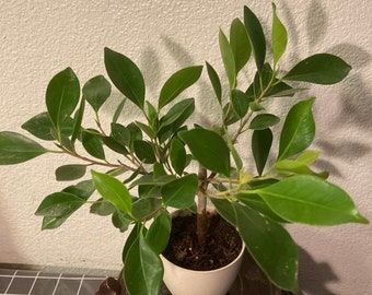 Audrey Ficus Bonsai | Etsy