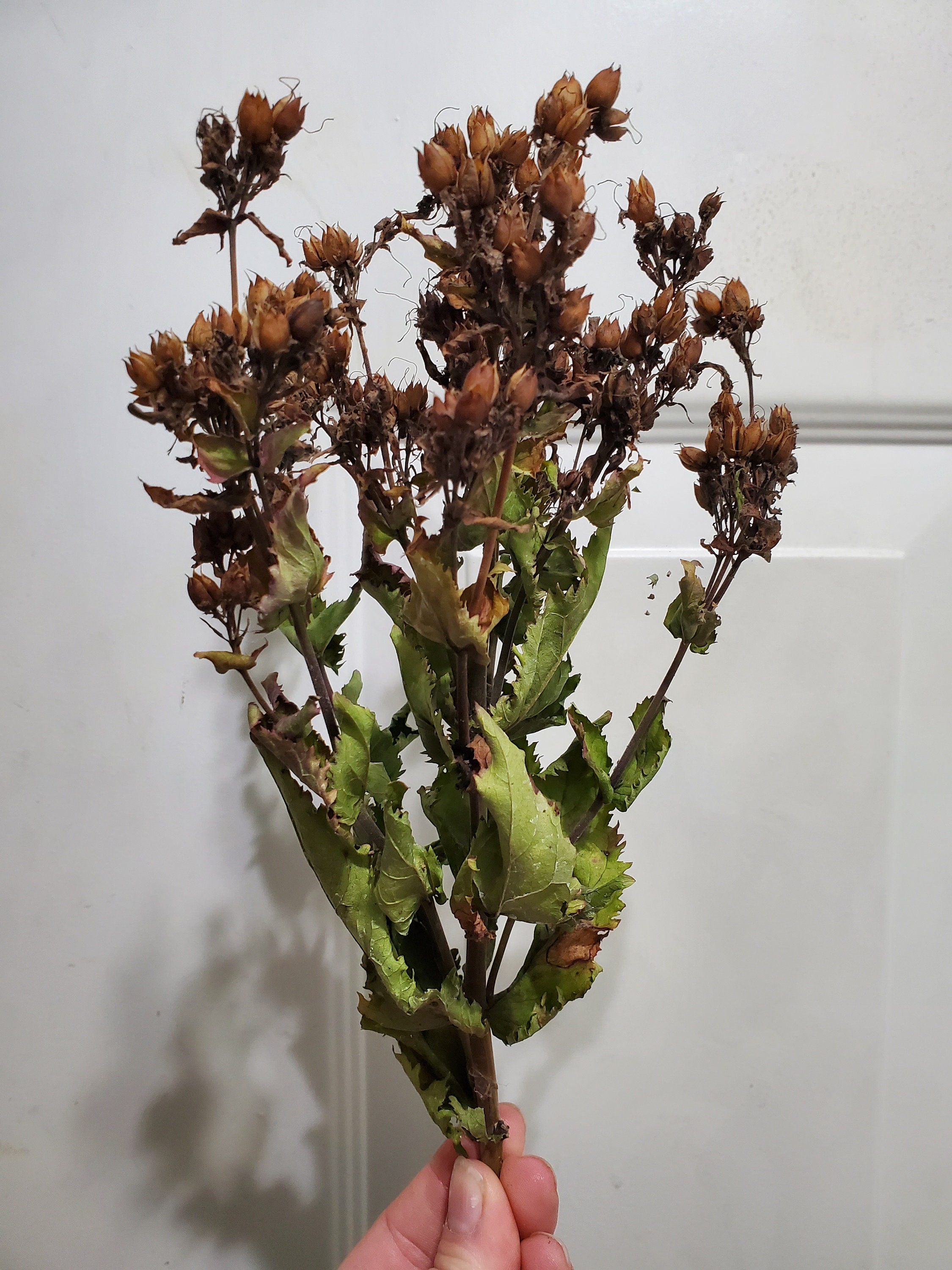 Cascade Penstemon Seeds - PNW Native - Etsy