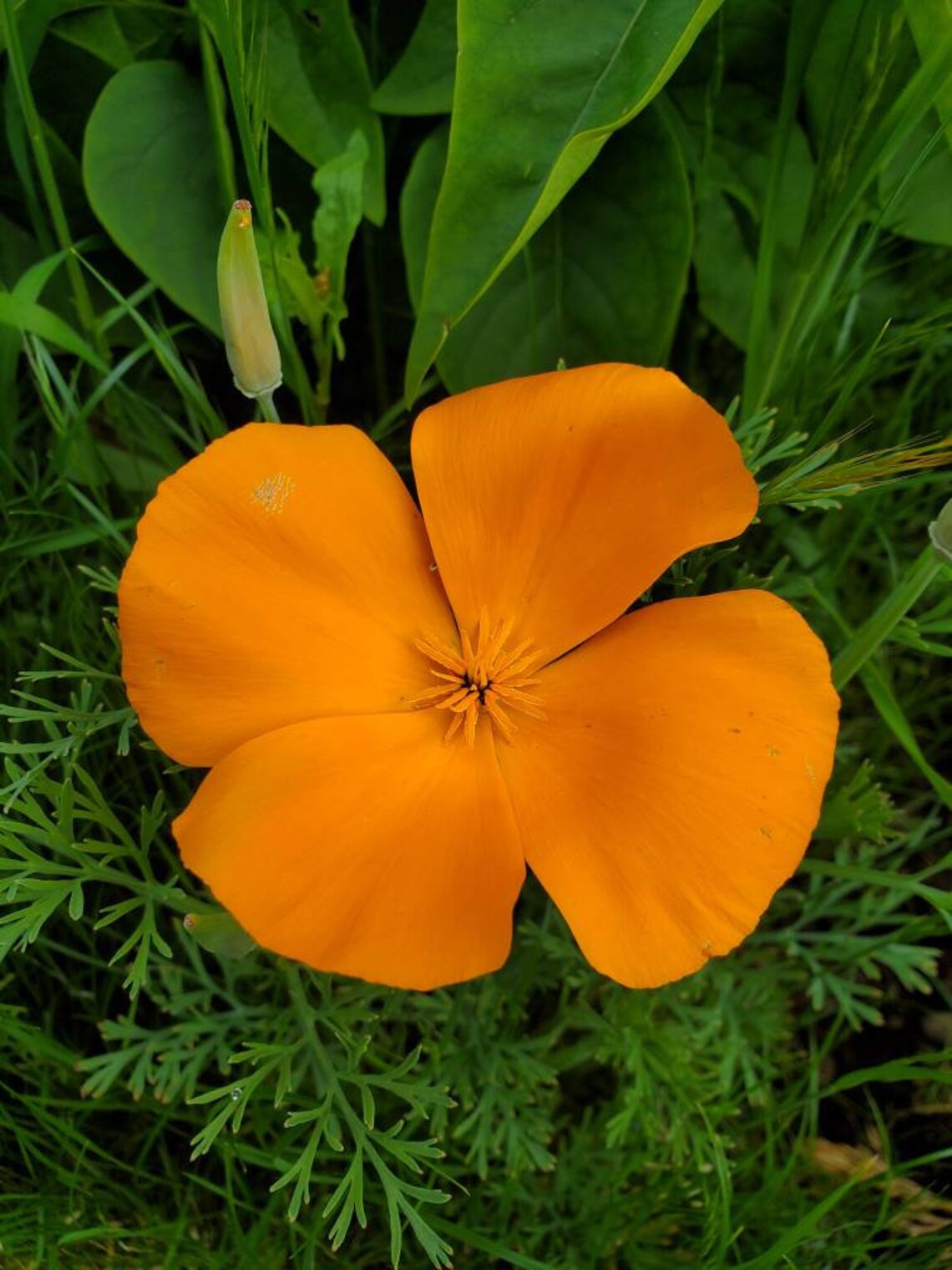 JUMBO PACK California Poppy Seeds - Etsy