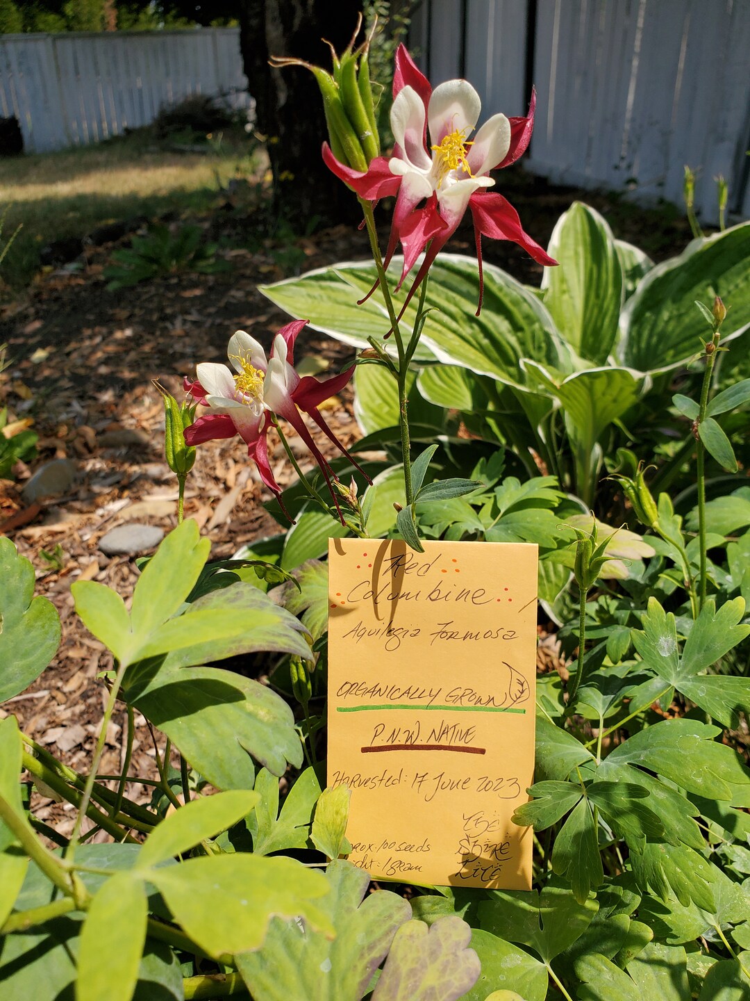 Red Columbine Seeds PNW Native - Etsy
