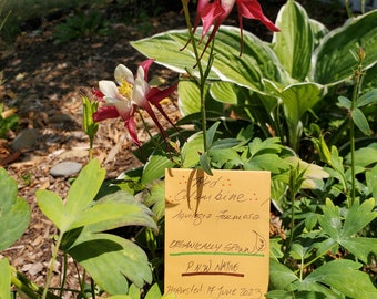 100 Columbine Seeds, Wild Red Columbine Seeds, Aquilegia Canadensis ...