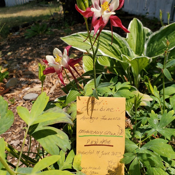 Red Columbine - Etsy