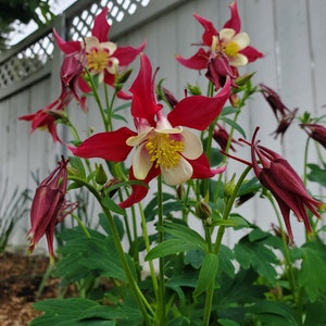 Red Columbine Seeds - PNW Native - Etsy