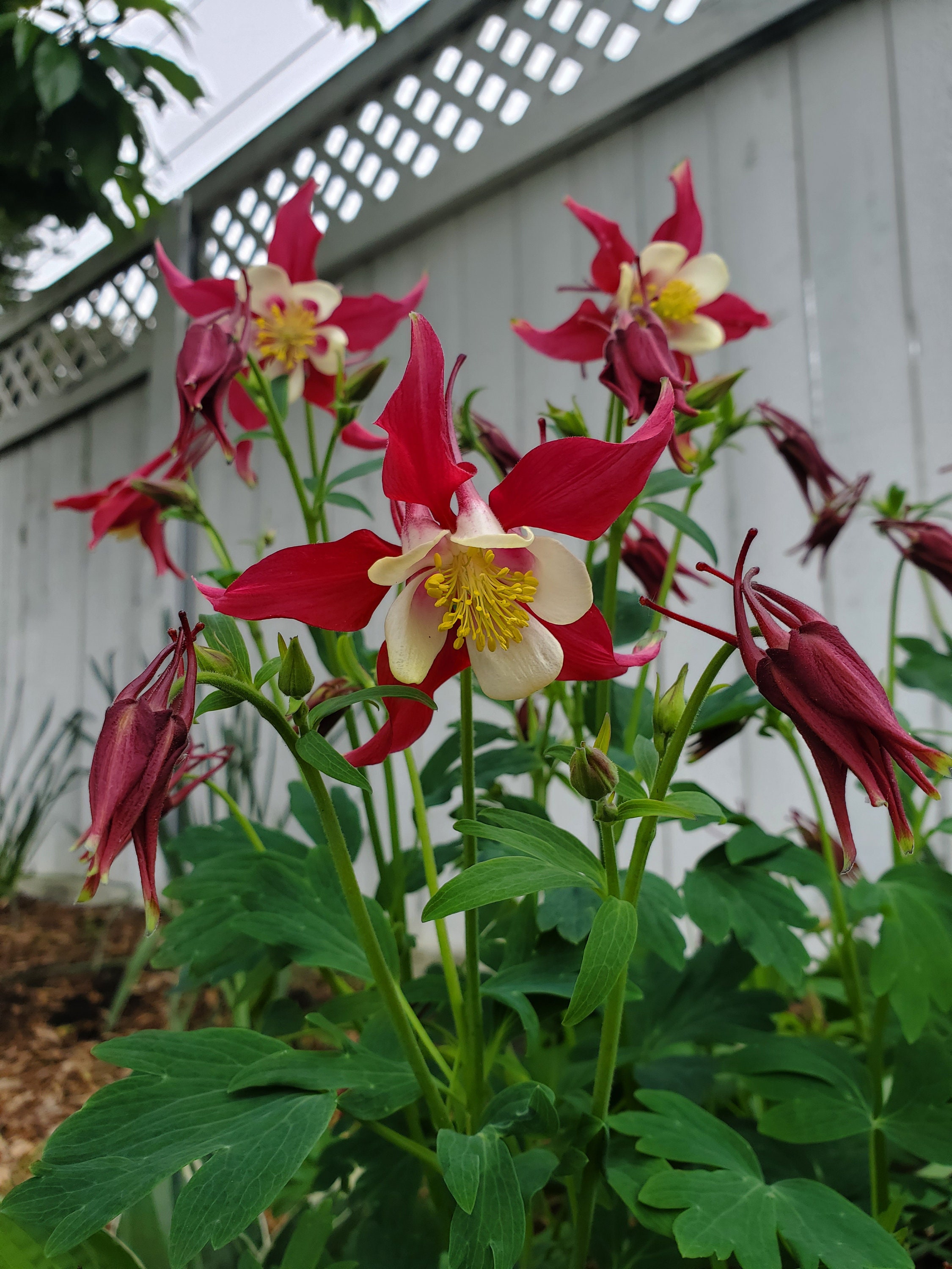 Red Columbine Seeds - PNW Native - Etsy