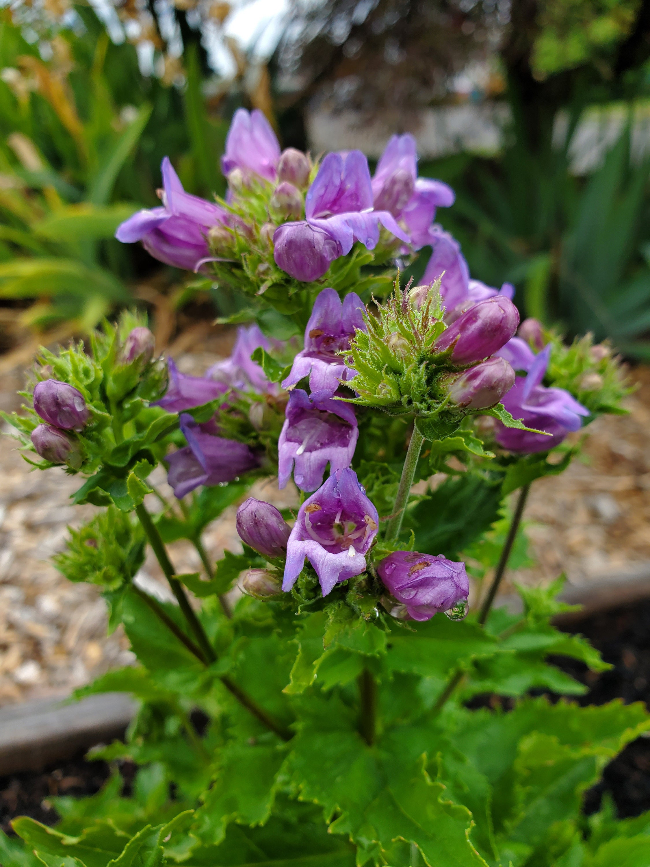 Cascade Penstemon Seeds - PNW Native - Etsy