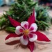Red Columbine Seeds - PNW Native - Etsy
