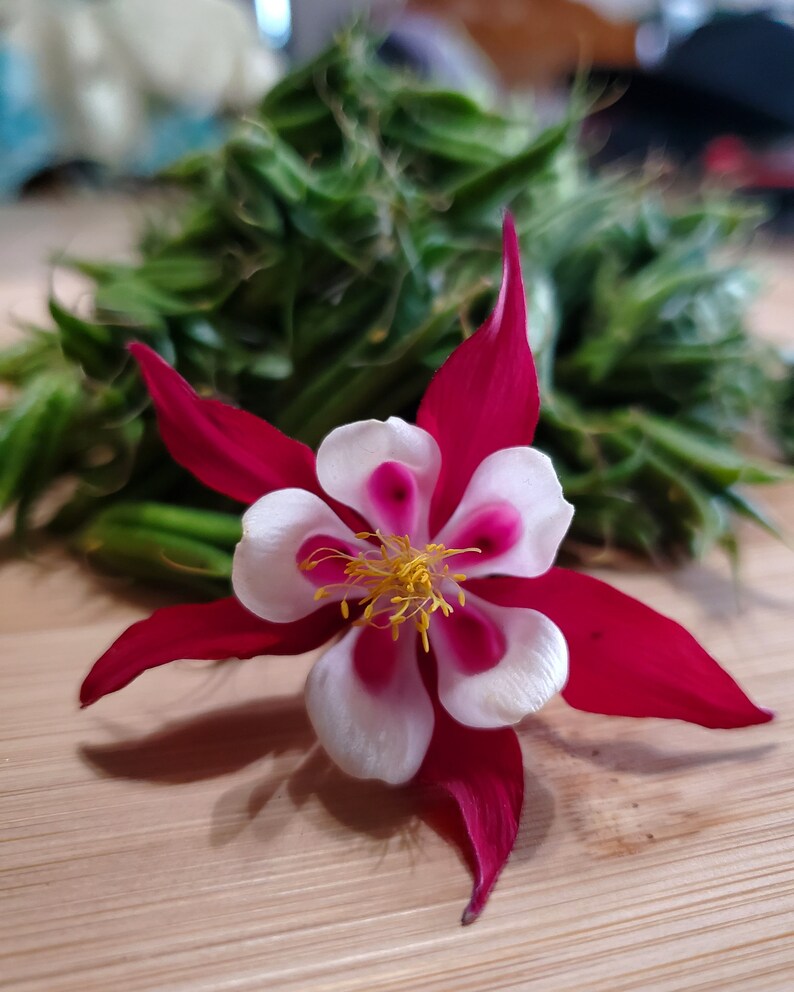 Red Columbine Seeds - PNW Native - Etsy