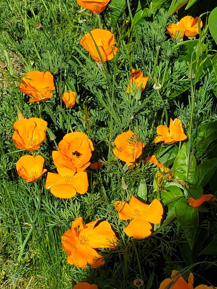 JUMBO PACK California Poppy Seeds - Etsy