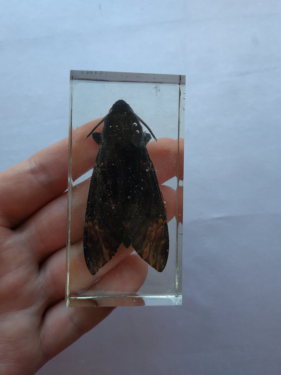 Dead's Head Hawk Moth, Real Moth in Epoxy Resin, Acherontia Atropos ...