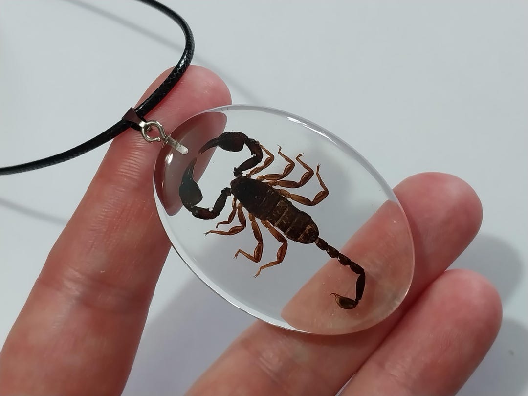 Scorpion Necklace, REAL Scorpion Pendant Necklace, Handmade Epoxy Resin ...