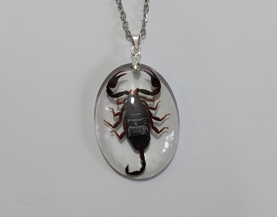 Scorpion Resin Pendant Necklace, Real Scorpion Pendant Necklace ...