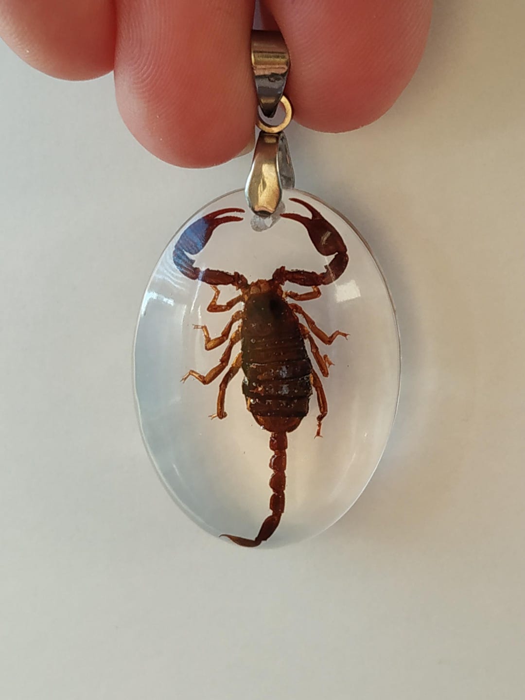Scorpion Resin Pendant Necklace, Real Scorpion Pendant Necklace ...