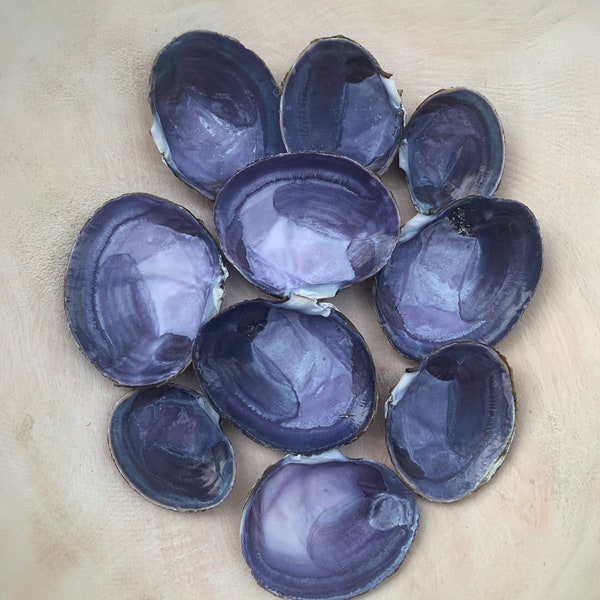 Purple Clam Shells - Etsy