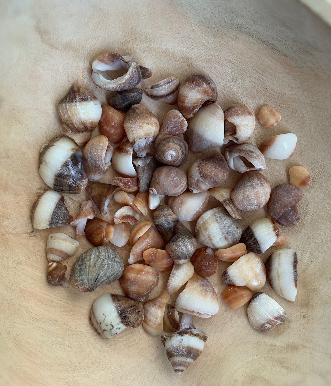 Broken Snail Shells, 59 Sea Shells, Beautiful Warm Tones and Shades ...