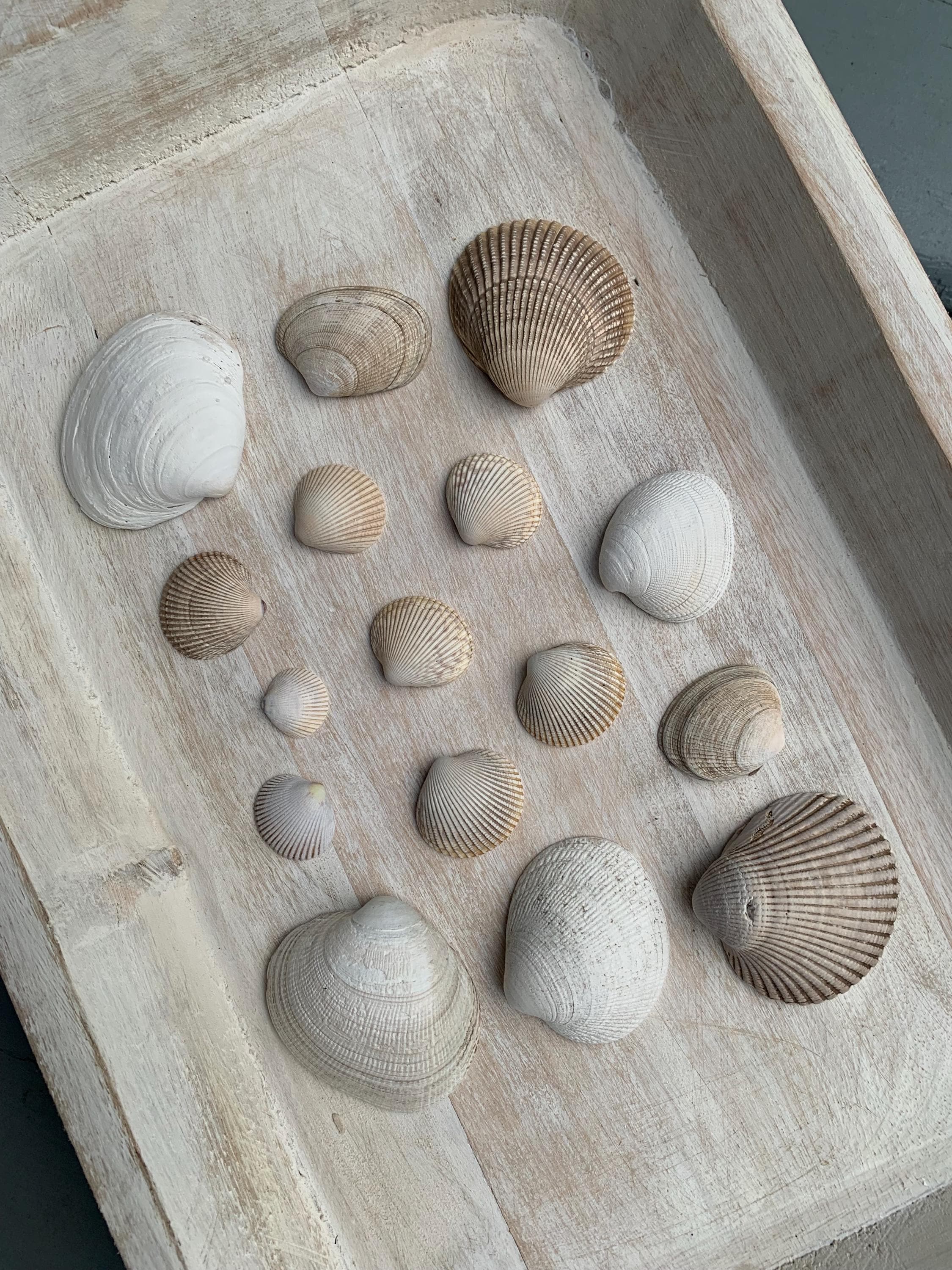Bulk Clam Shells, 16 Clam Shells Found Along the Shores of Vancouver ...