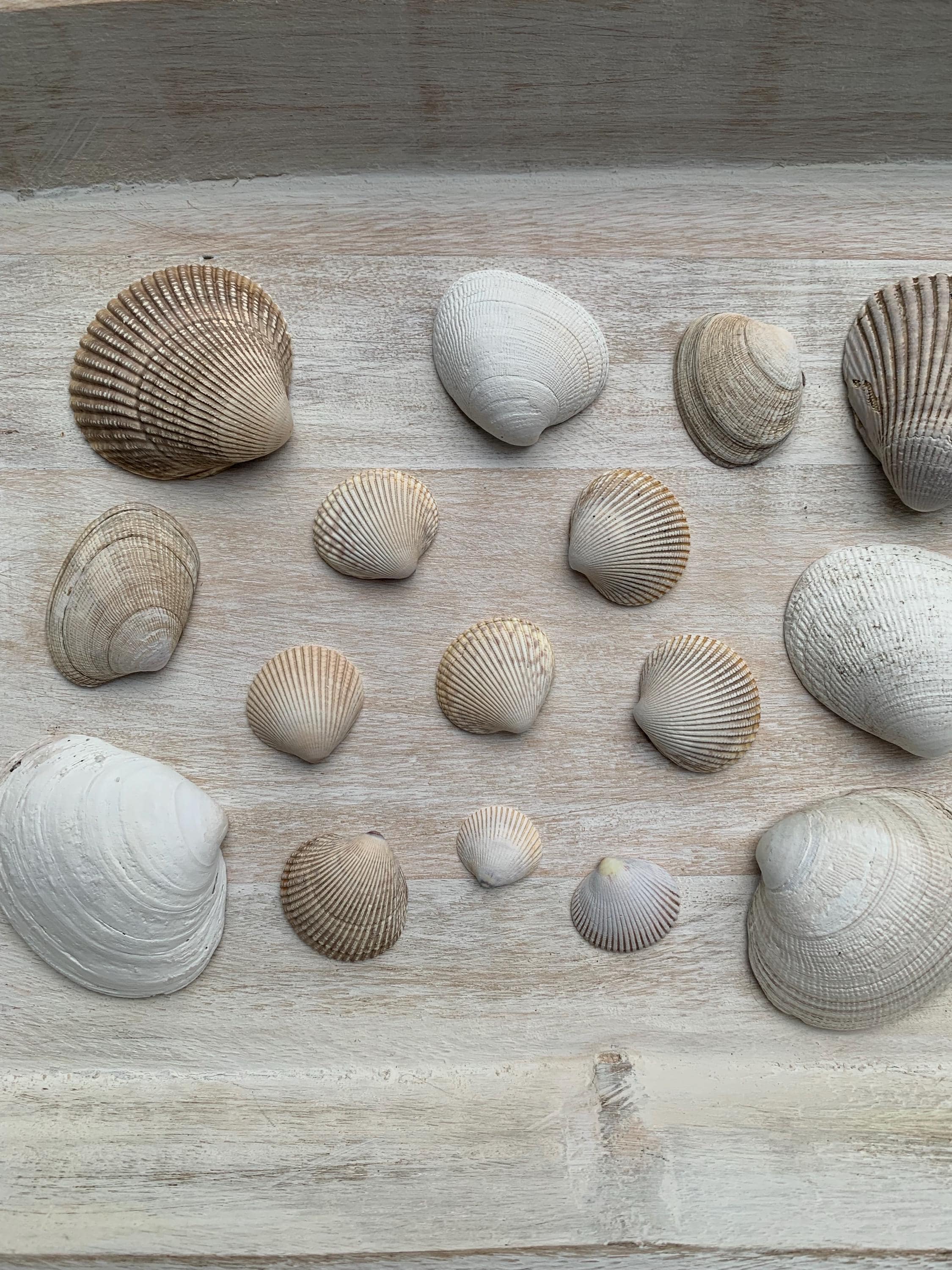 Bulk Clam Shells, 16 Clam Shells Found Along the Shores of Vancouver ...