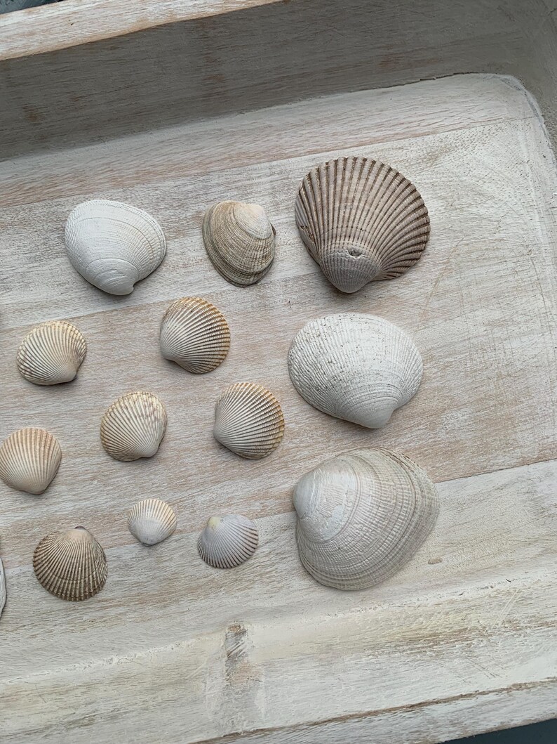 Bulk Clam Shells, 16 Clam Shells Found Along the Shores of Vancouver ...