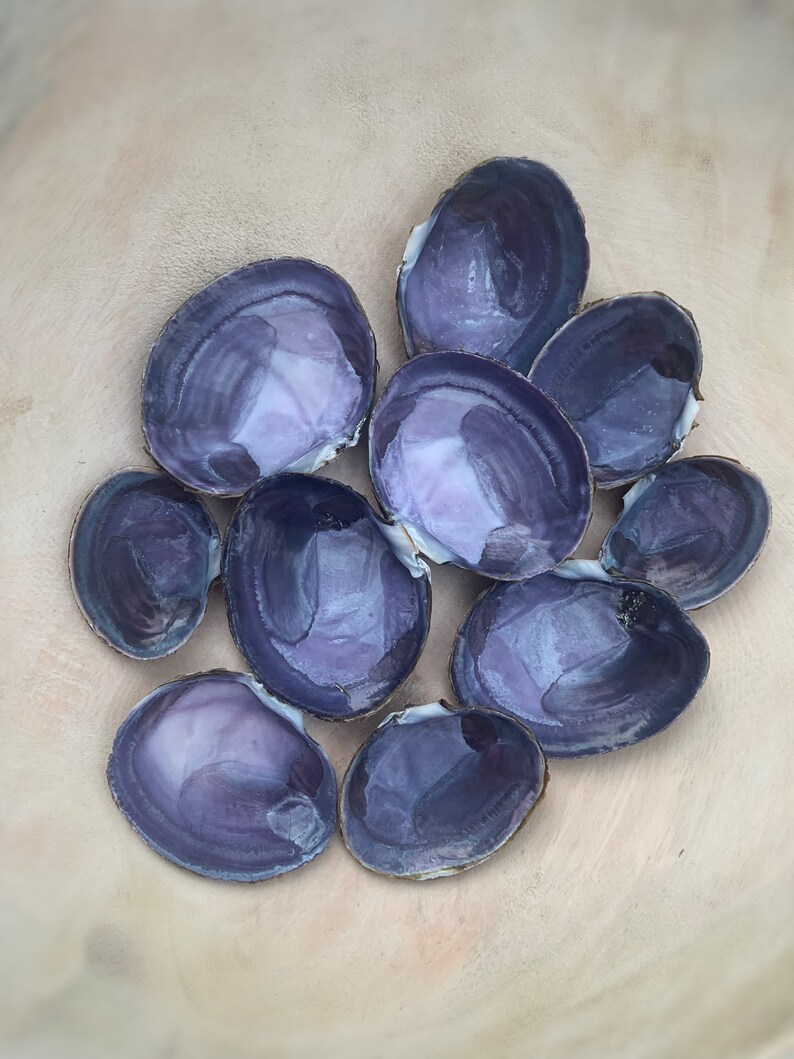 10 Deep Purple Varnish Clam Shells, Beautiful Deep Purple Shells Found ...