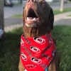 Cincinnati Reds Bandana / Cincinnati Reds / Dog Cat Bandana / Pet ...