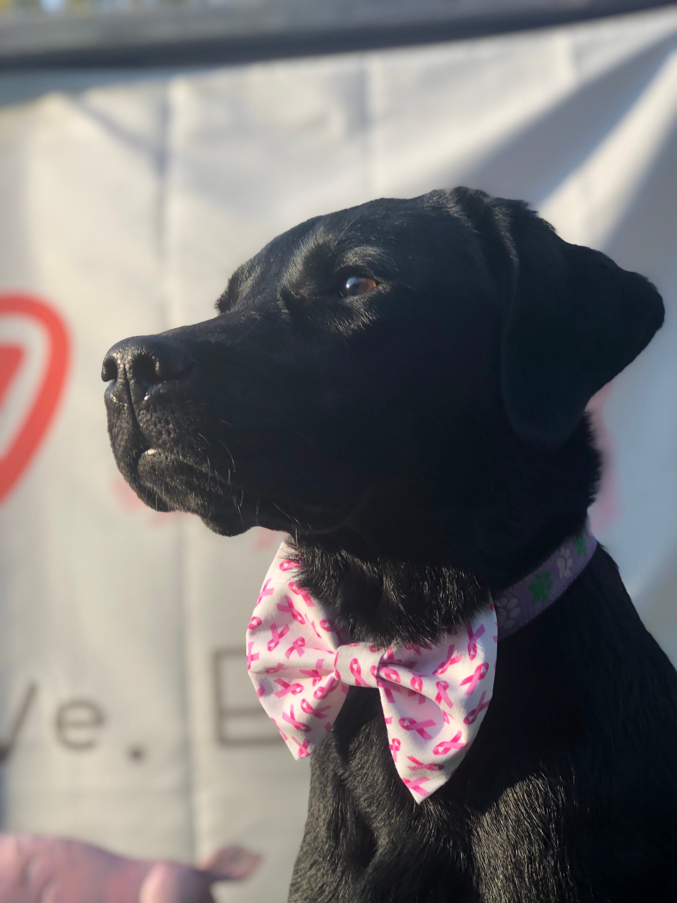 Cancer Ribbon Bow Tie 2 STYLES Dog Bowtie Breast Cancer - Etsy