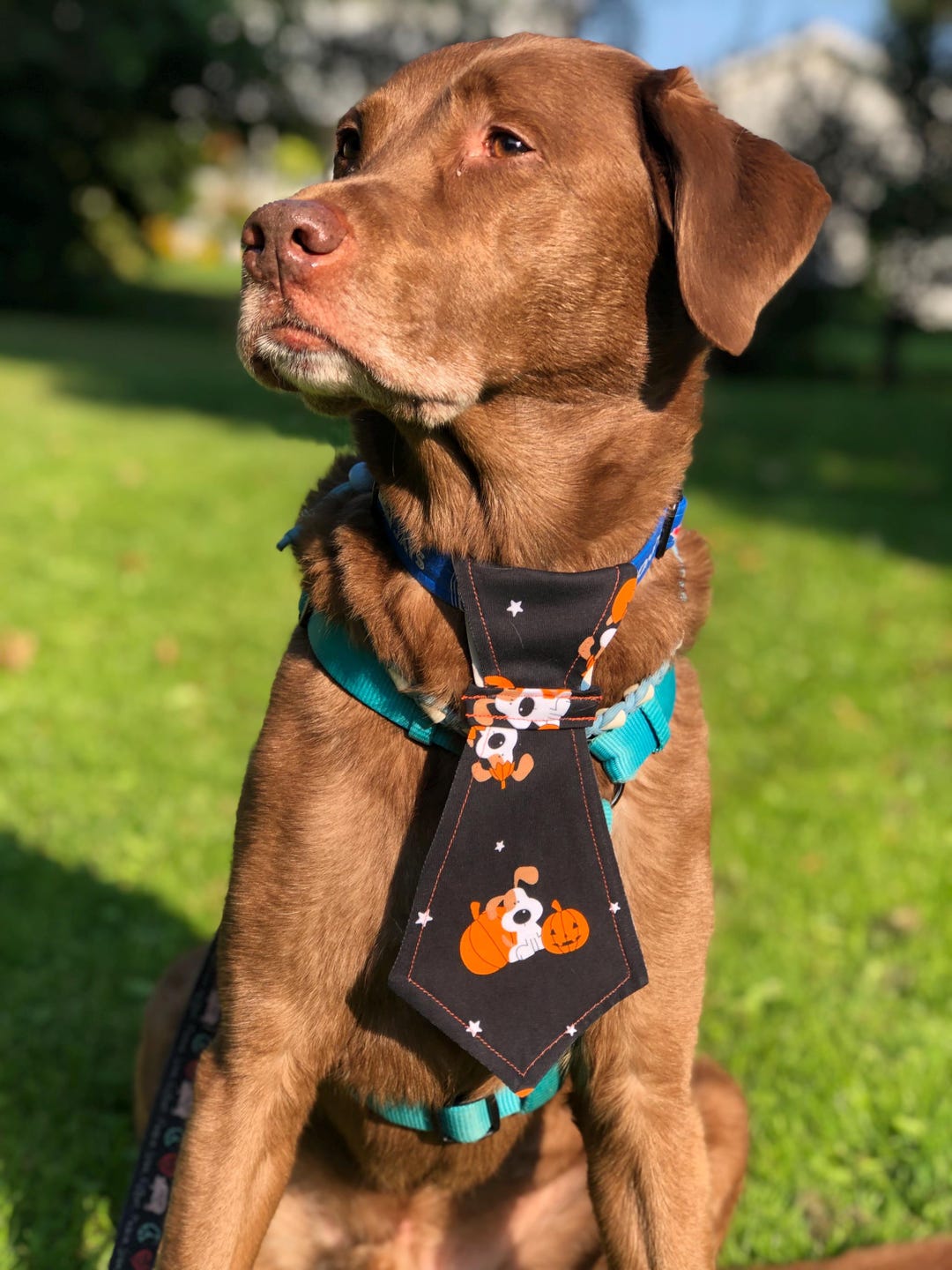 Pet Neck Tie • Dog Collar Accessory • Halloween Dog Necktie • Cat Neck ...