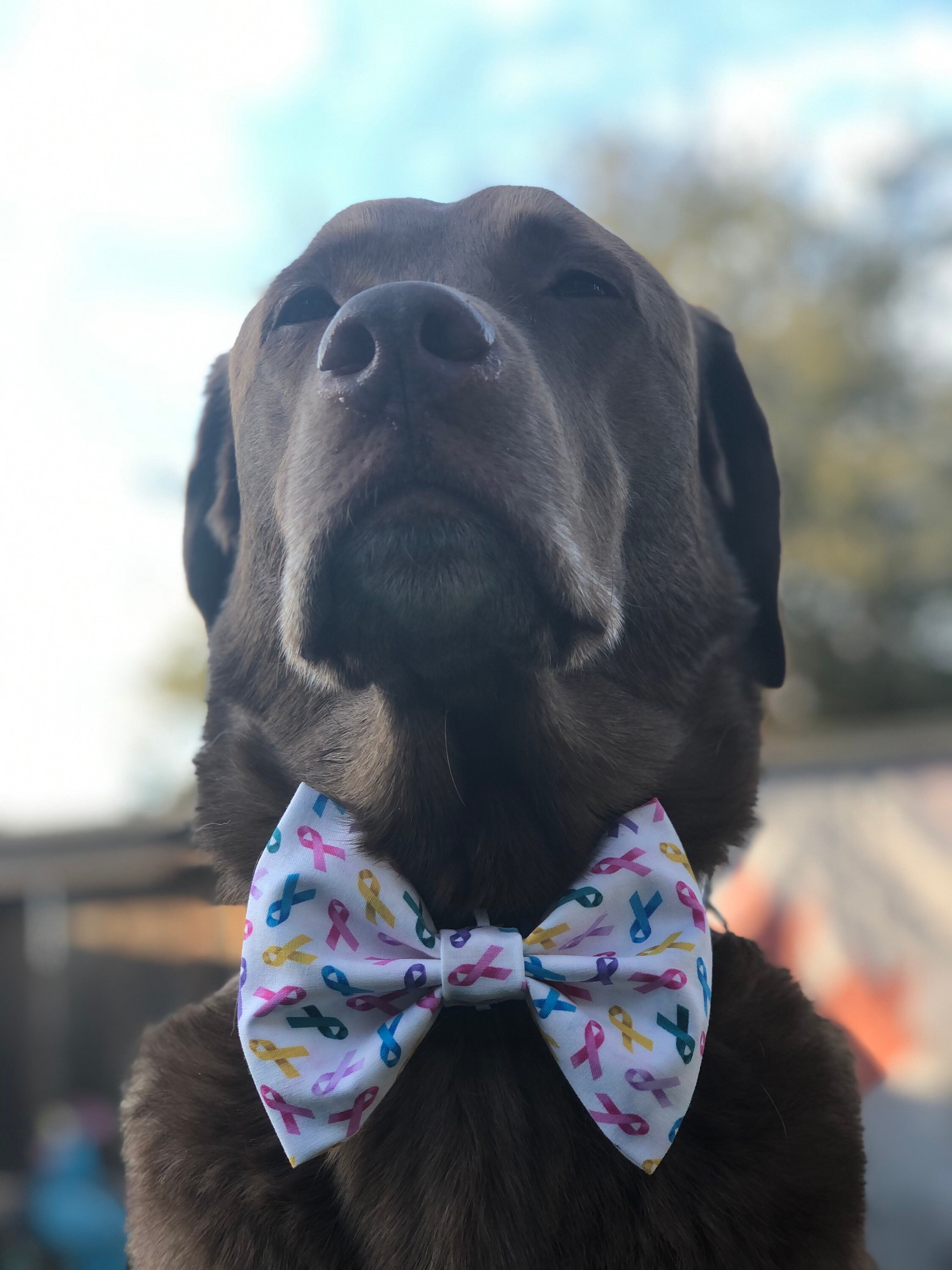 Cancer Ribbon Bow Tie 2 STYLES Dog Bowtie Breast Cancer - Etsy