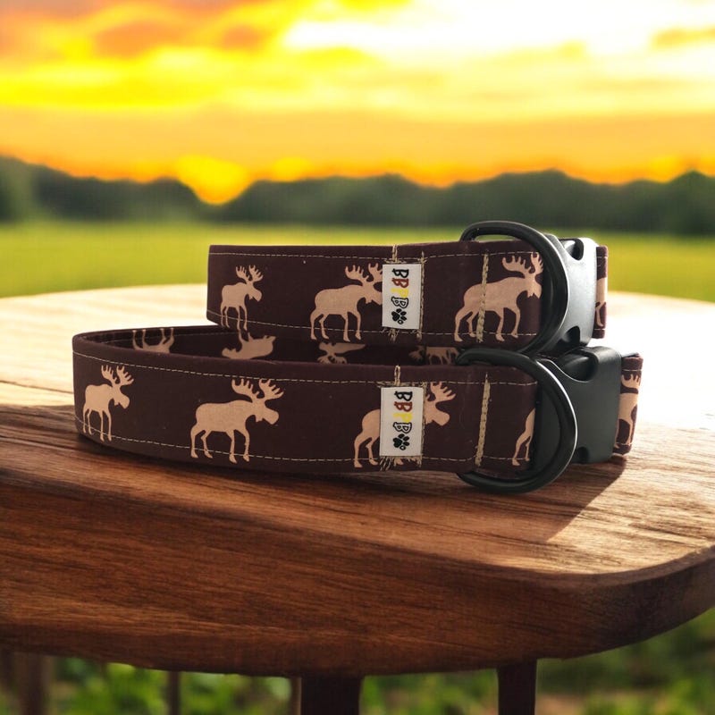 Fun Dog Collar - Etsy