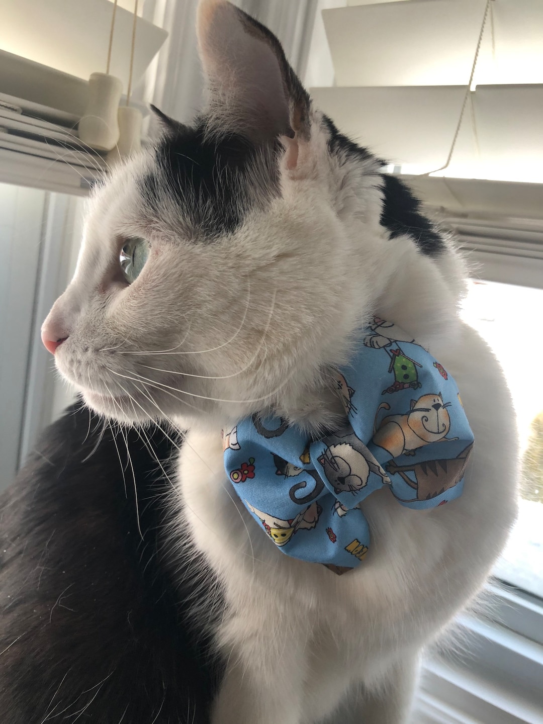 Cute Cats Bowtie • Kitty Cats Bow Tie • Cat Bow Tie • Cat Bow • Bowtie • Bowtie for Cats • Cat ...